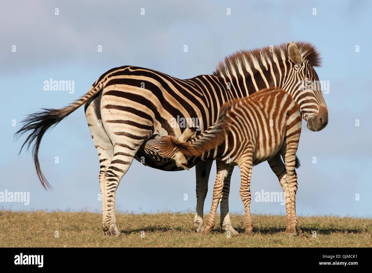 Baby Zebra Nursing Stock Photo - Alamy