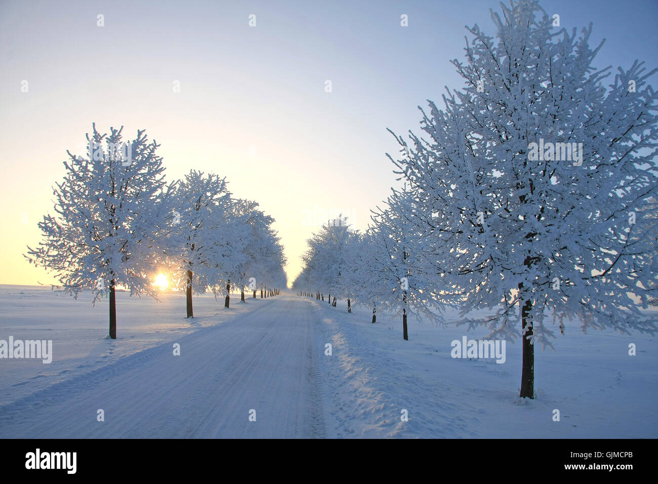tree winter cold Stock Photo - Alamy