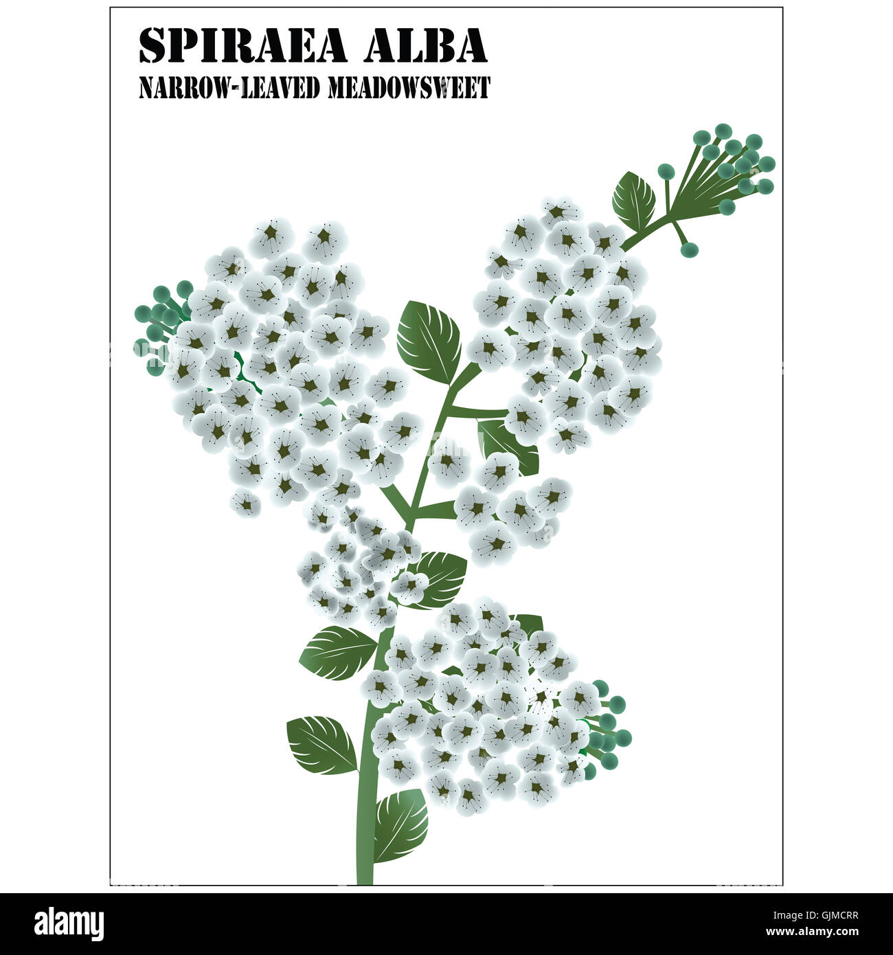Spiraea Alba High Resolution Stock Photography and Images - Alamy