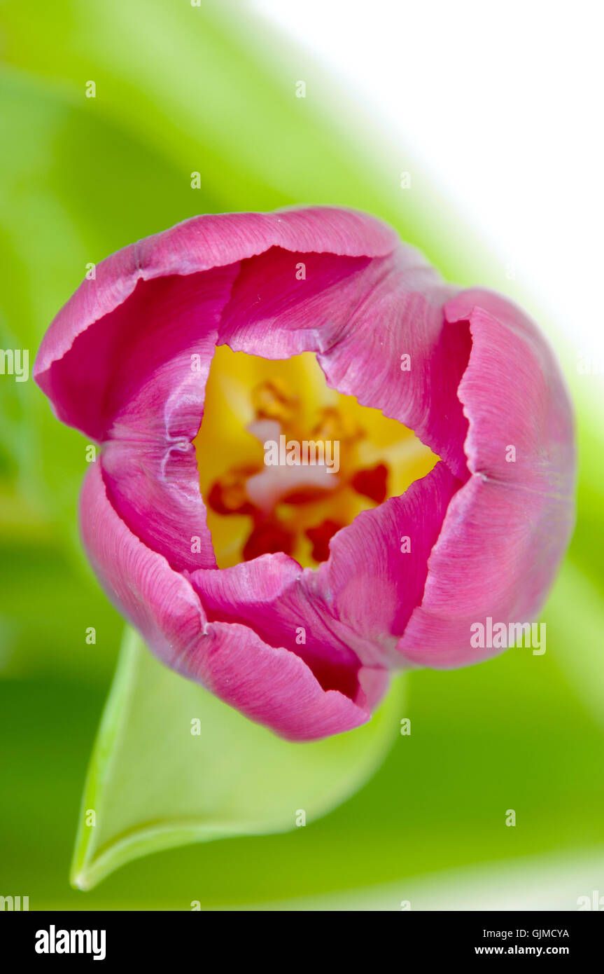 Tulip wild romance hi-res stock photography and images - Alamy