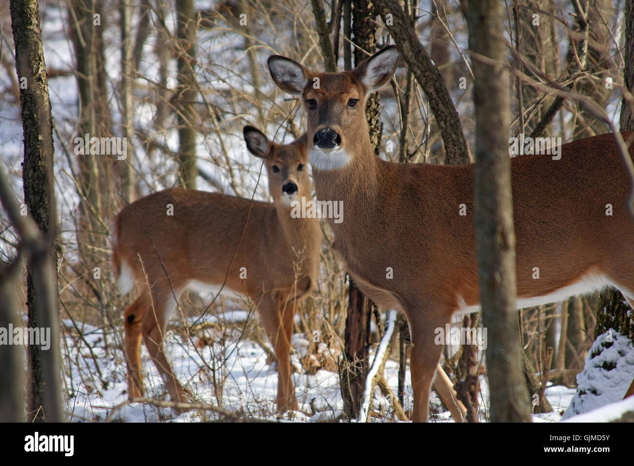 White-tailed Deer Odocoileus virginianus Stock Photo - Alamy