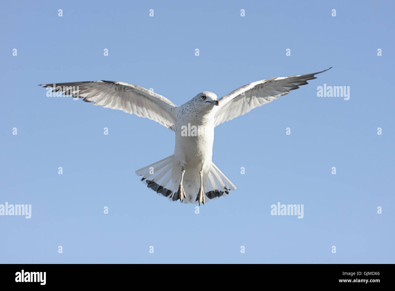 Flies bird hi-res stock photography and images - Alamy