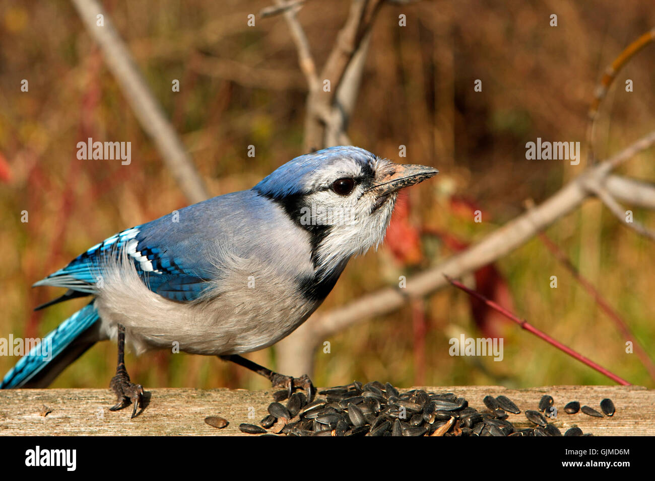 Bluejay Cyanocitta cristata Stock Photo - Alamy