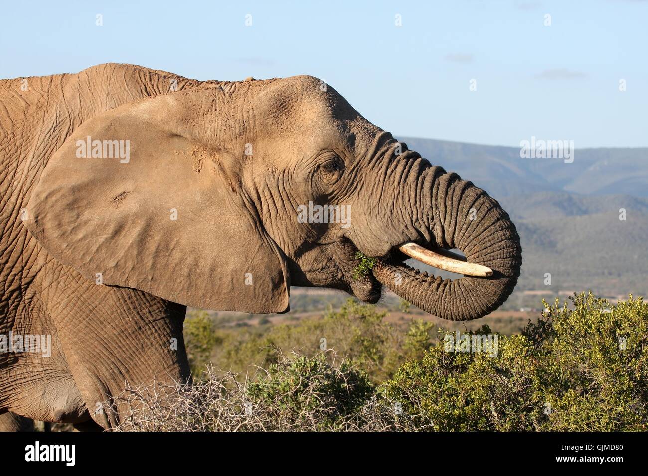 African Elephant Eating Stock Photo - Alamy