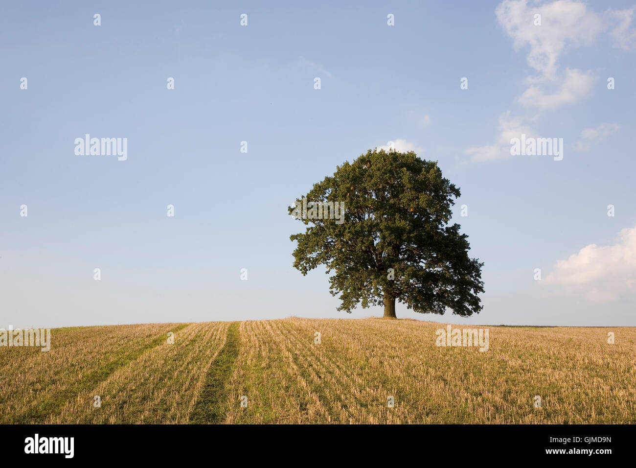 Oak tree field hi-res stock photography and images - Alamy