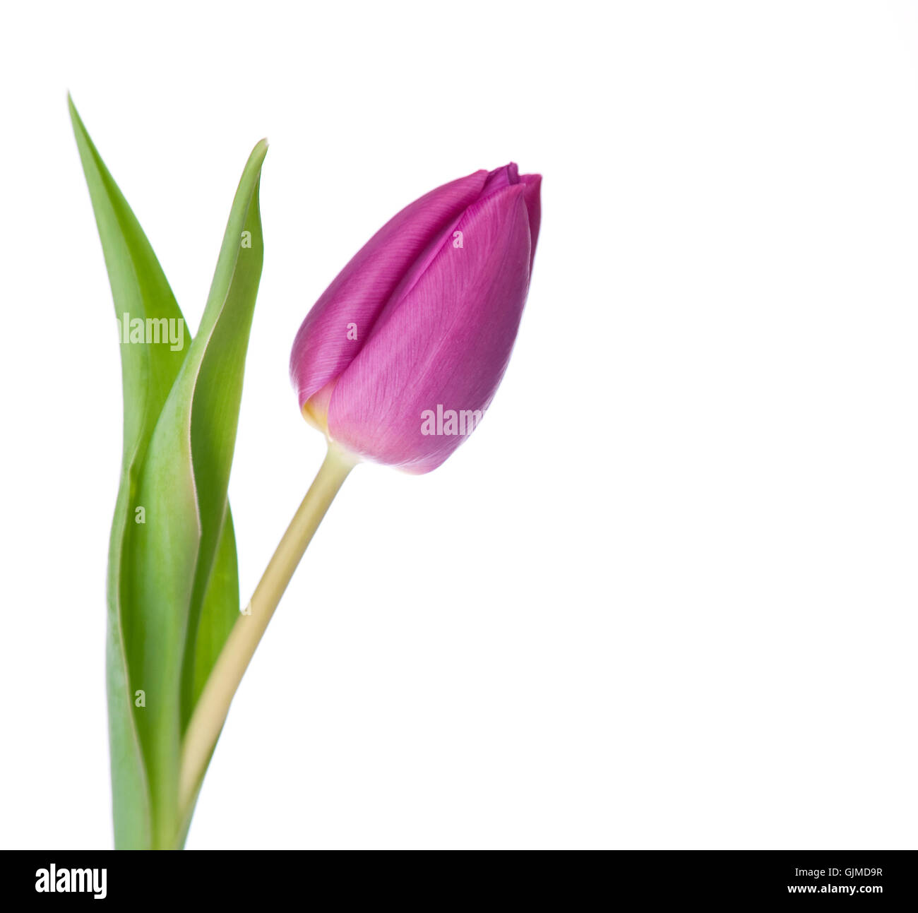 single isolated flower Stock Photo - Alamy