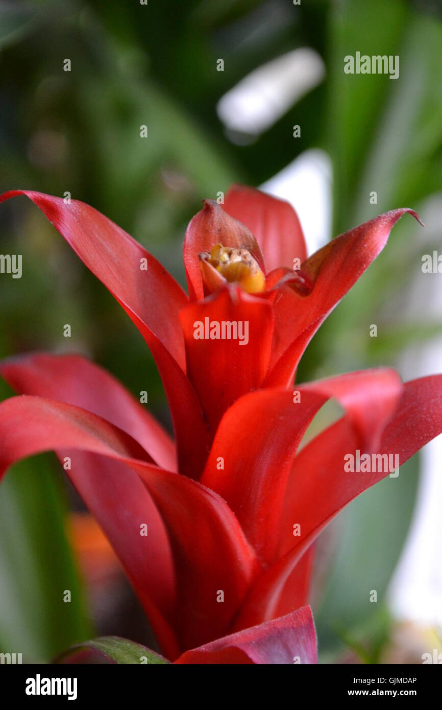 Bromelia bromelia hi-res stock photography and images - Alamy