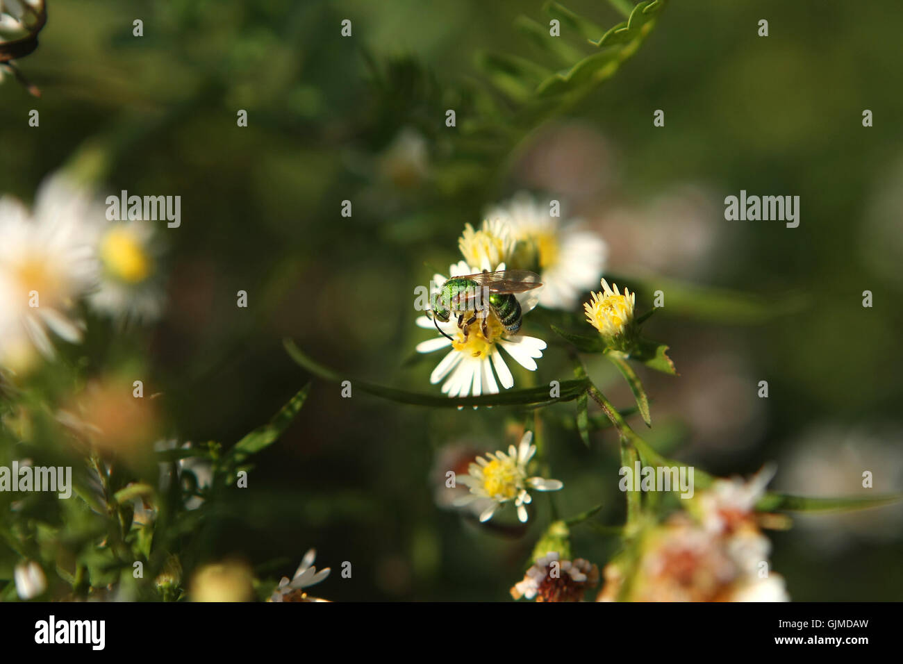 Halictid hi-res stock photography and images - Alamy