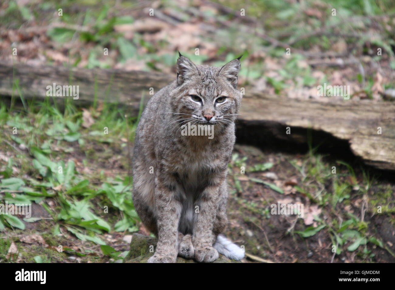 Bobcat running hi-res stock photography and images - Alamy