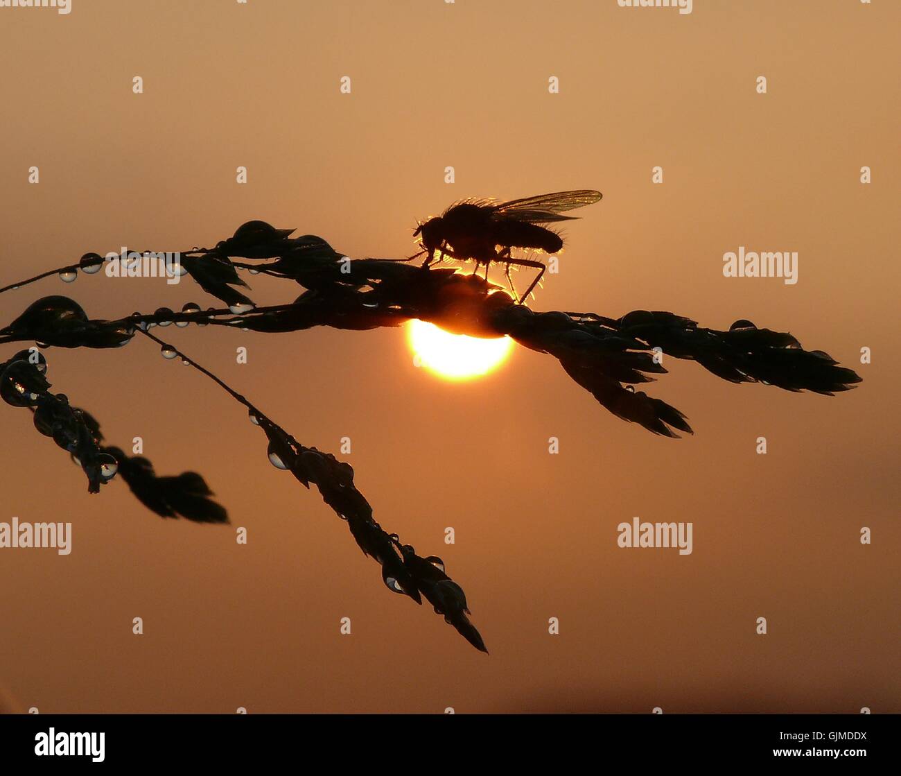 Sunset with Drops Stock Photo - Alamy