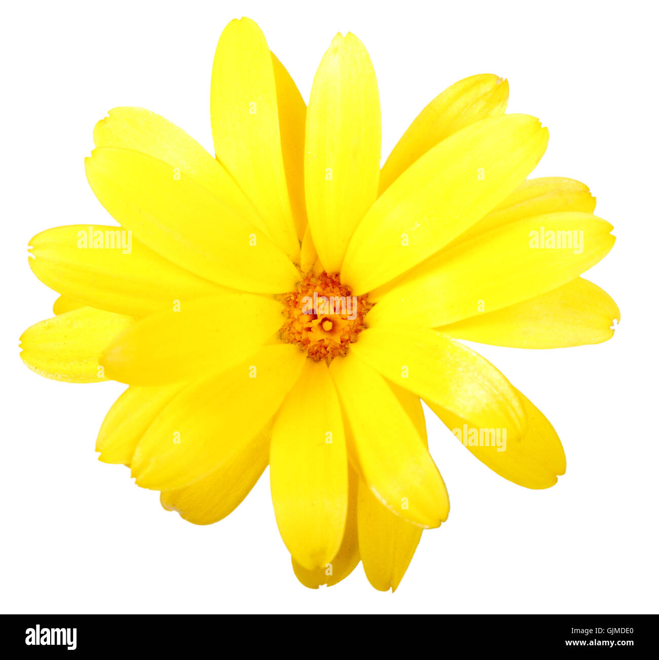 One yellow flower of calendula Stock Photo - Alamy
