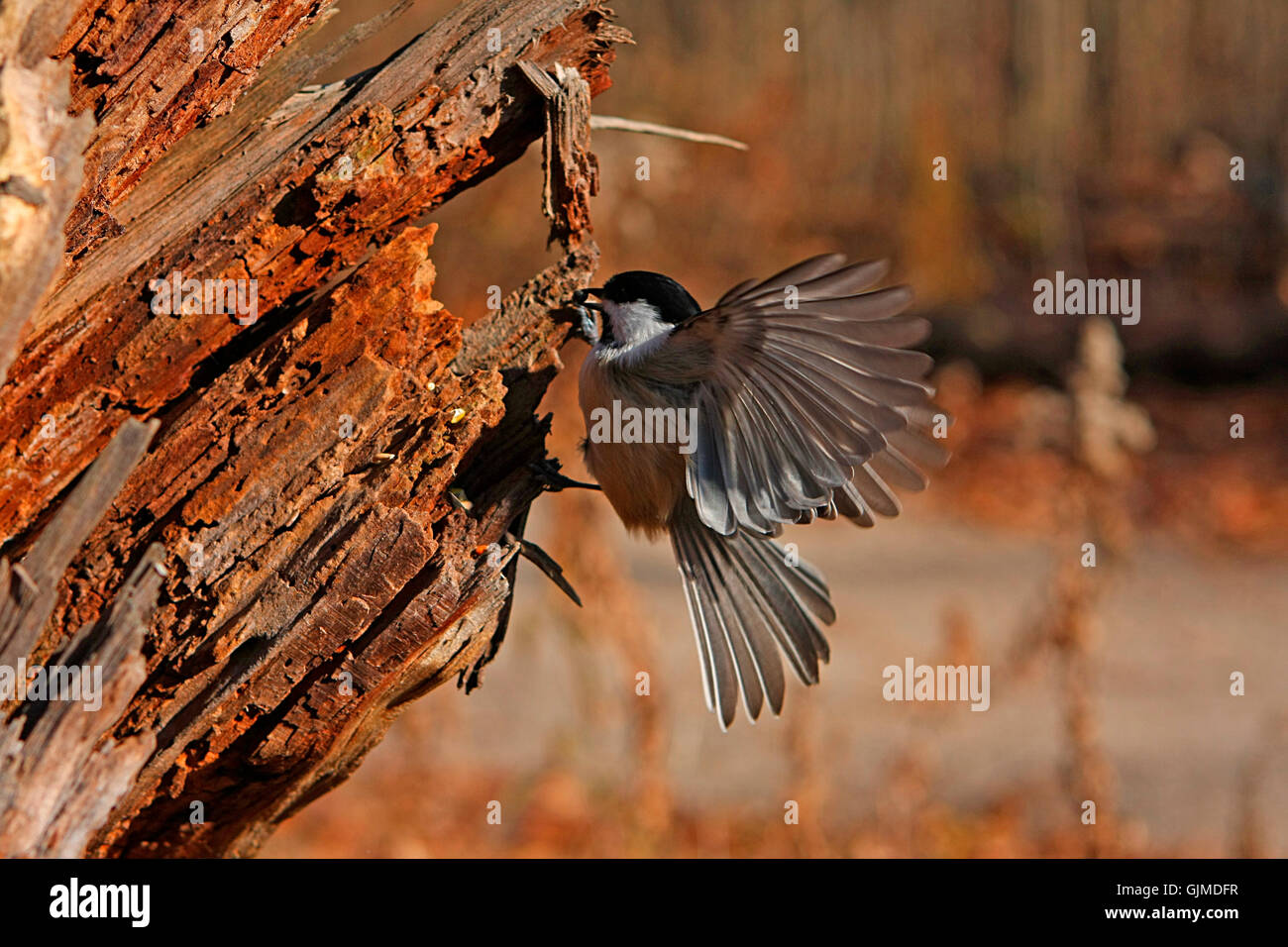Black-capped Chickadee Poecile atricapillus Stock Photo - Alamy