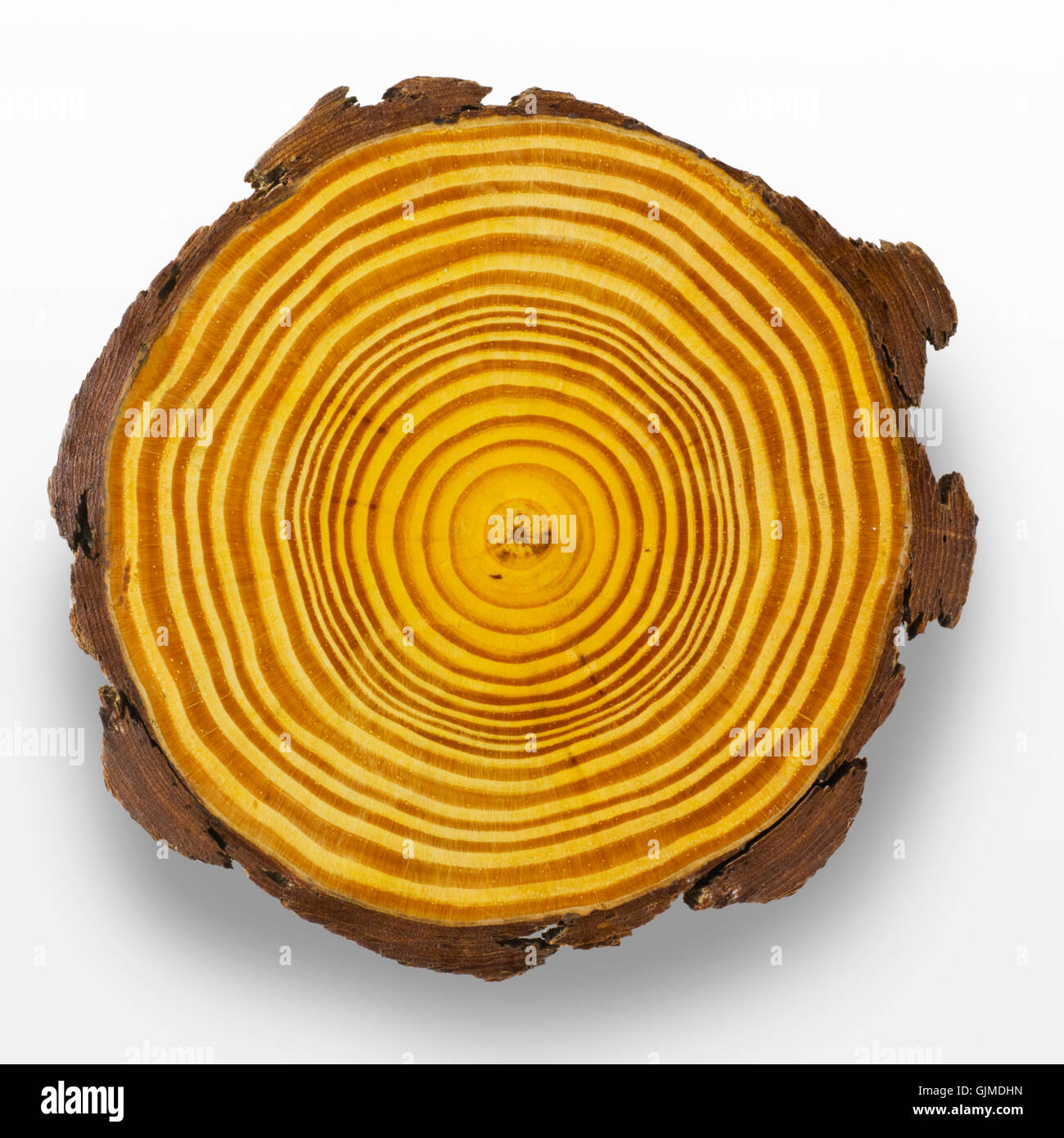 Tree rings pine hi-res stock photography and images - Alamy