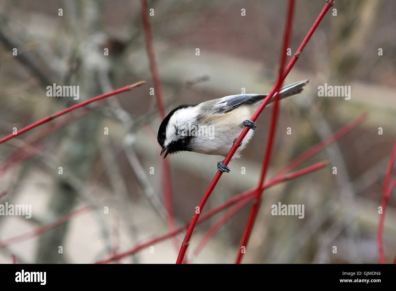 Black-capped Chickadee Poecile atricapillus Stock Photo - Alamy