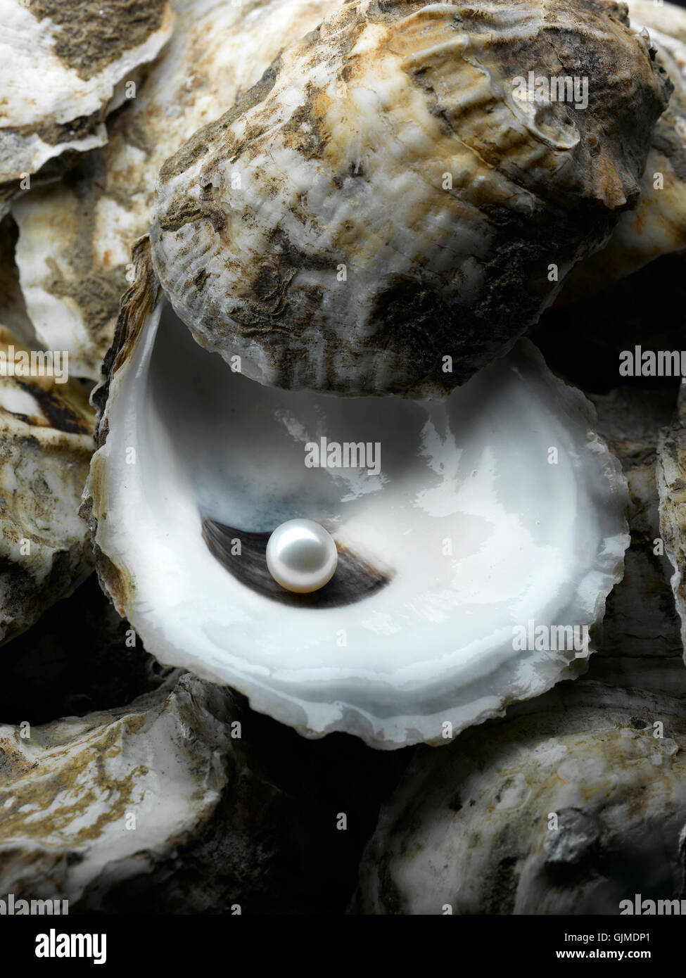shell pearl oyster Stock Photo - Alamy