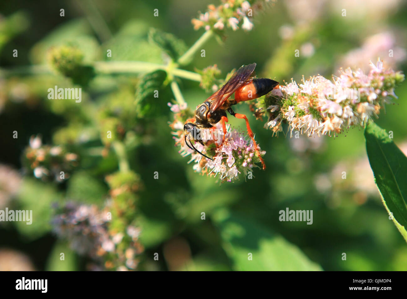 Great Golden Digger Wasp Stock Photo - Alamy