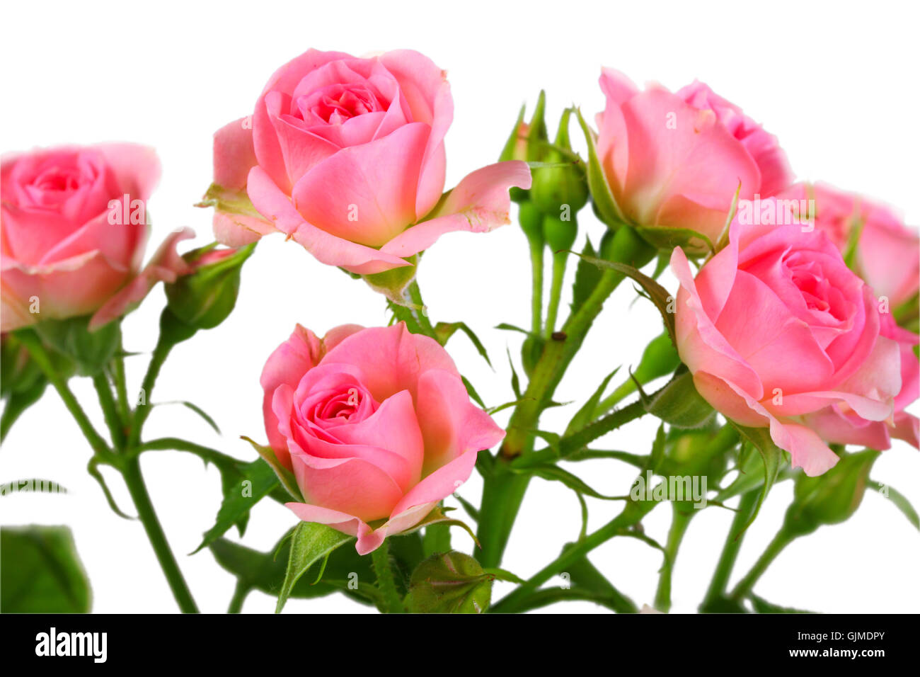 Bush with pink roses and green leafes Stock Photo - Alamy
