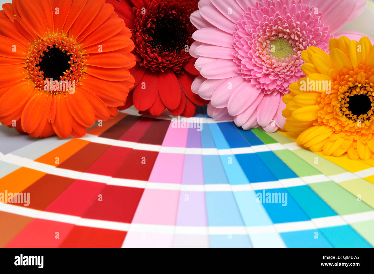 color pattern with gerbera Stock Photo - Alamy