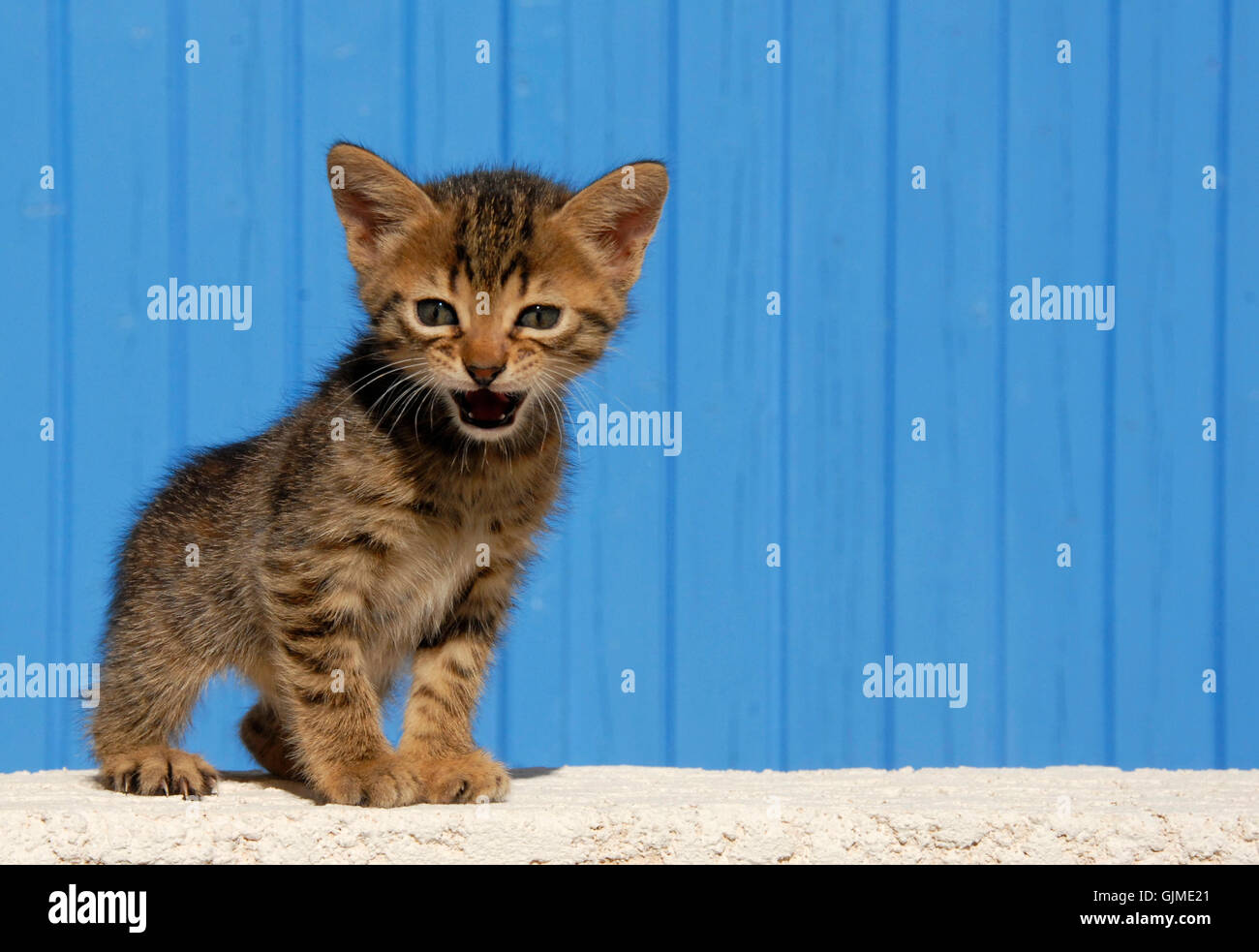 blue pet small Stock Photo - Alamy