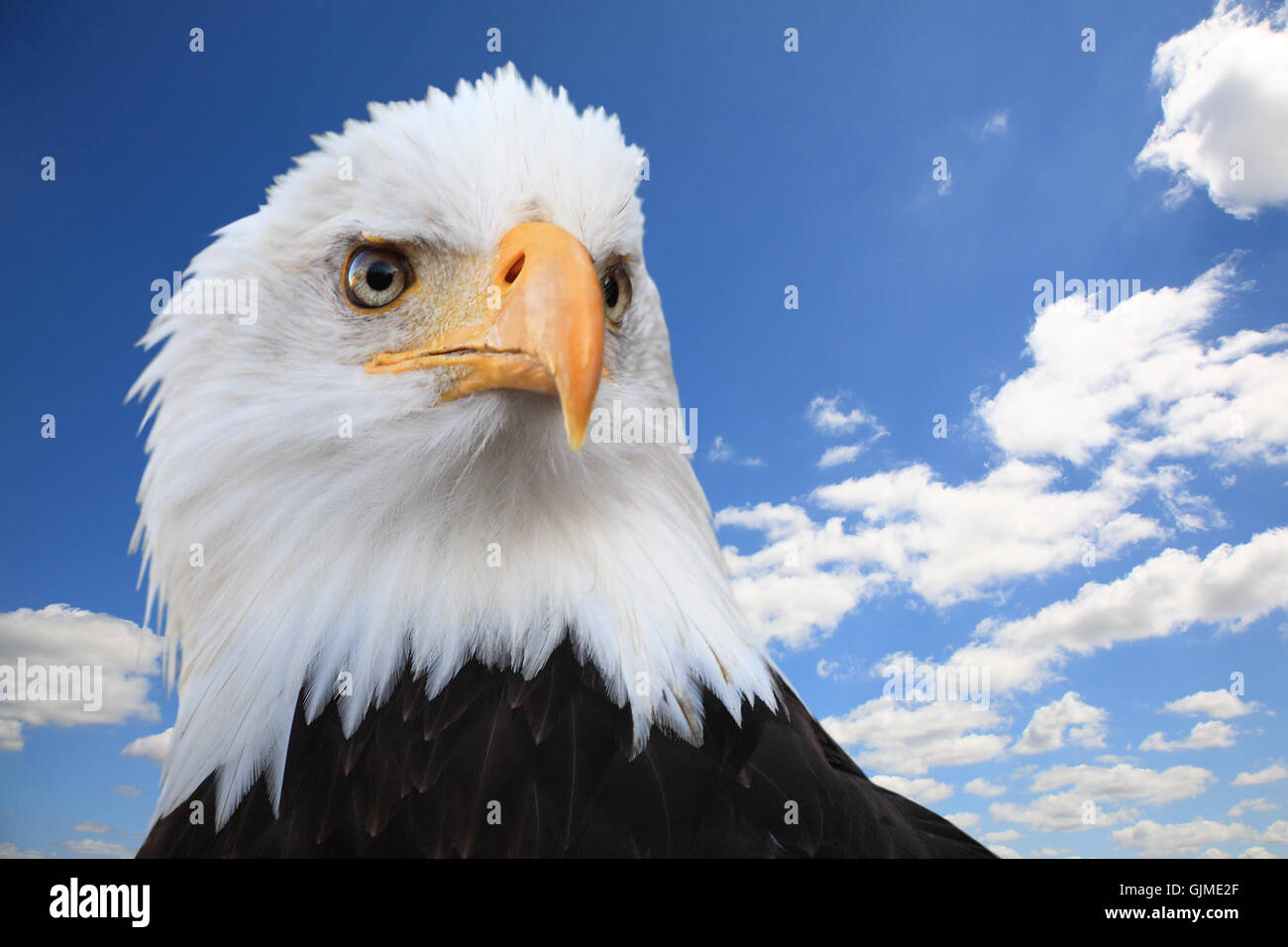 Regal Raptor High Resolution Stock Photography and Images - Alamy
