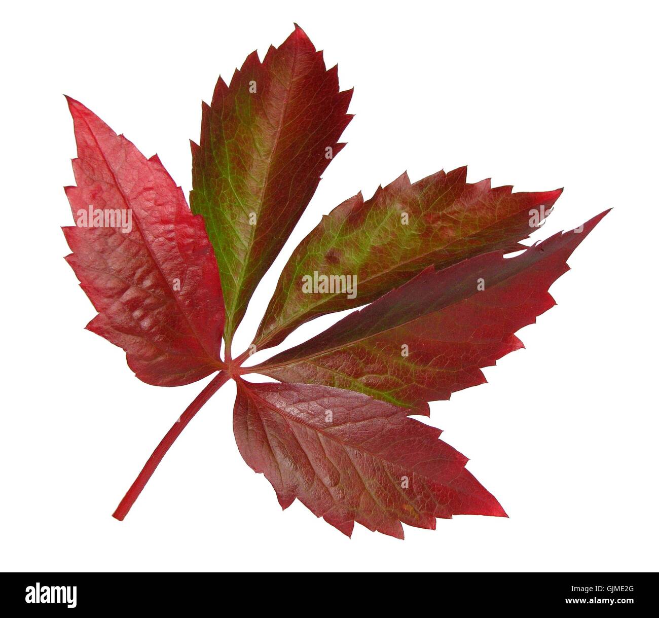leaf in autumn wild wine Stock Photo - Alamy