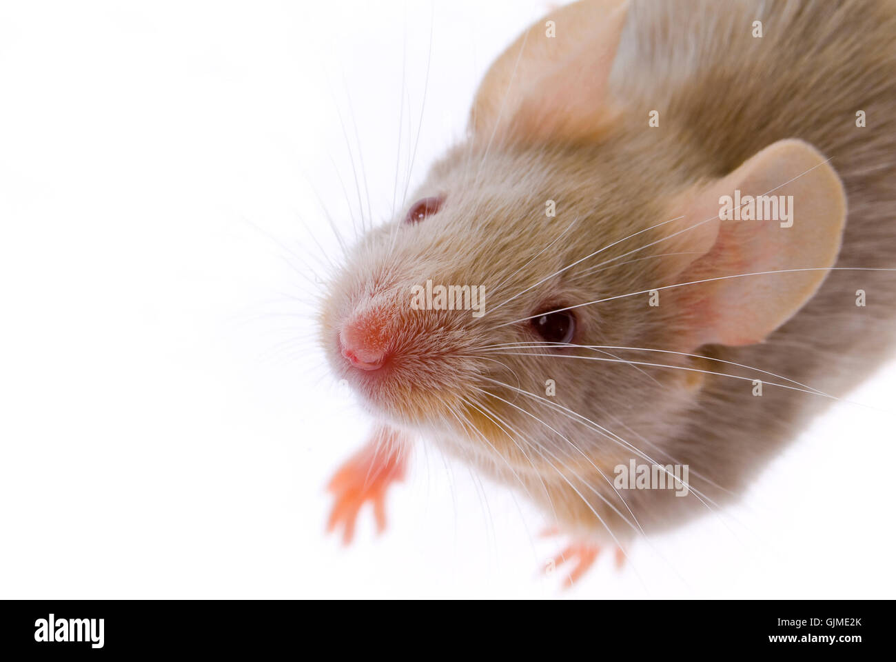 Mouse Nose Close Up High Resolution Stock Photography and Images - Alamy