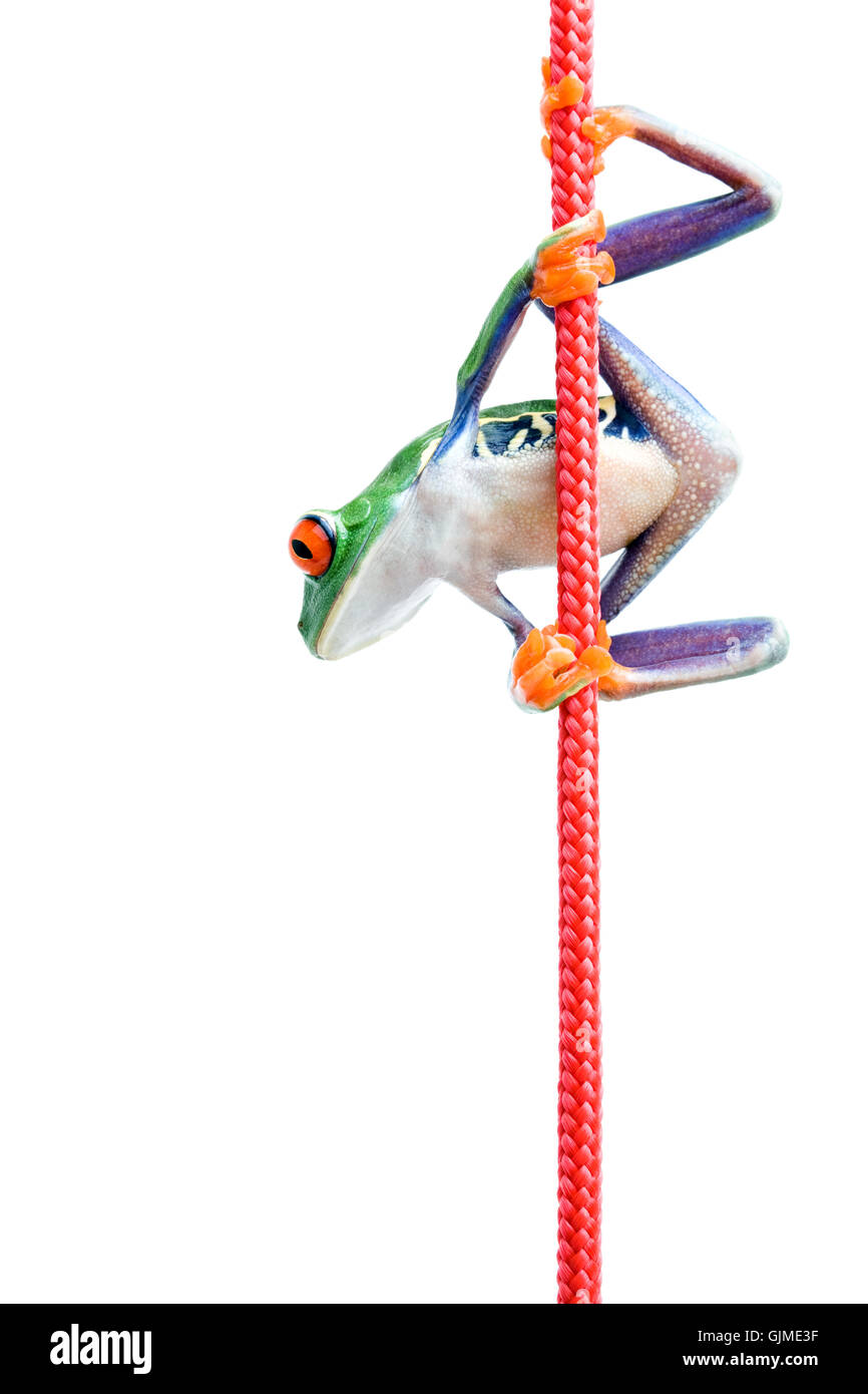 Determination animal hi-res stock photography and images - Alamy