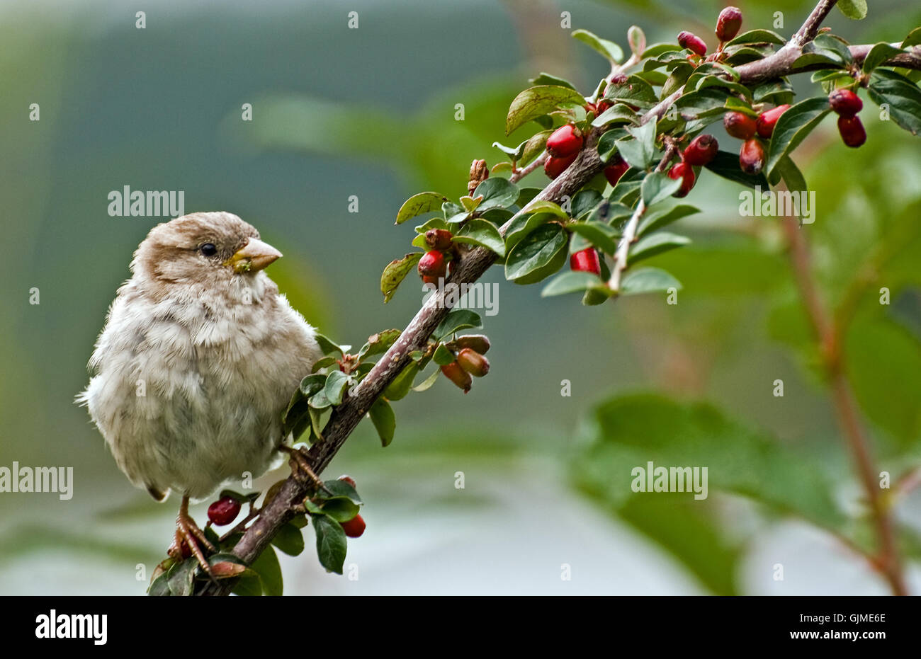bird birds branch Stock Photo - Alamy
