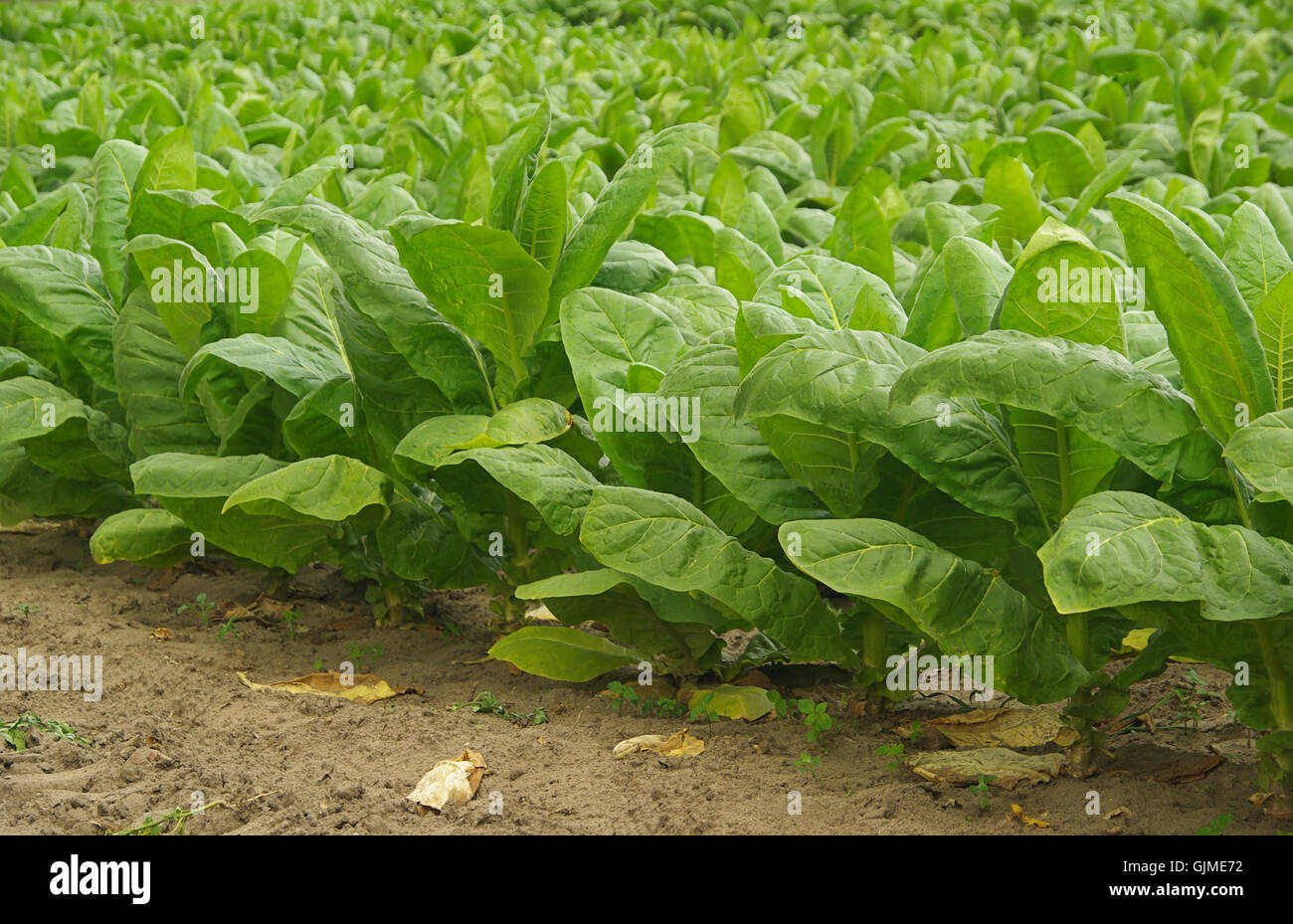 nicotiana tabacum - cultivated tobacco 06 Stock Photo - Alamy