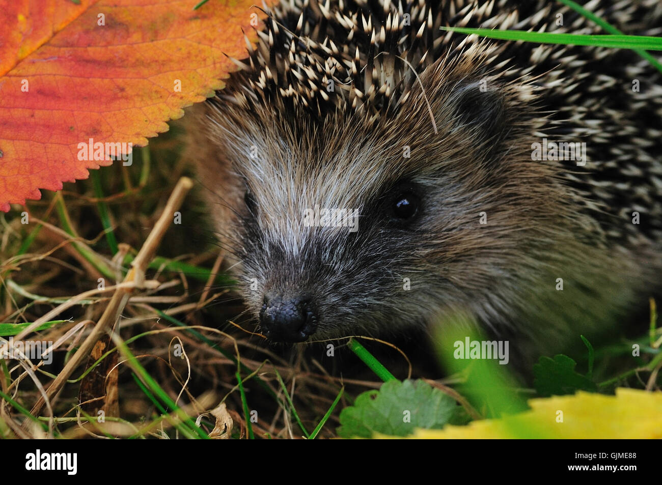 Hedgehog nose hi-res stock photography and images - Alamy