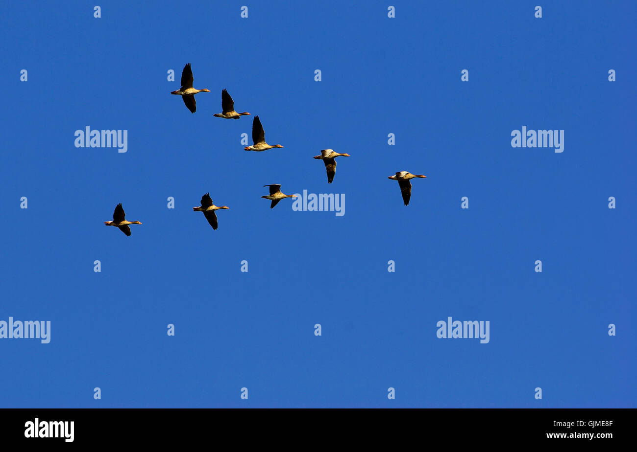 Brant goose flight hi-res stock photography and images - Alamy