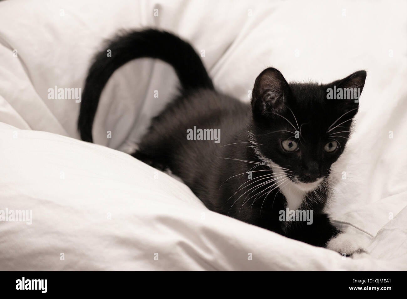 attention cat baby kitten Stock Photo - Alamy