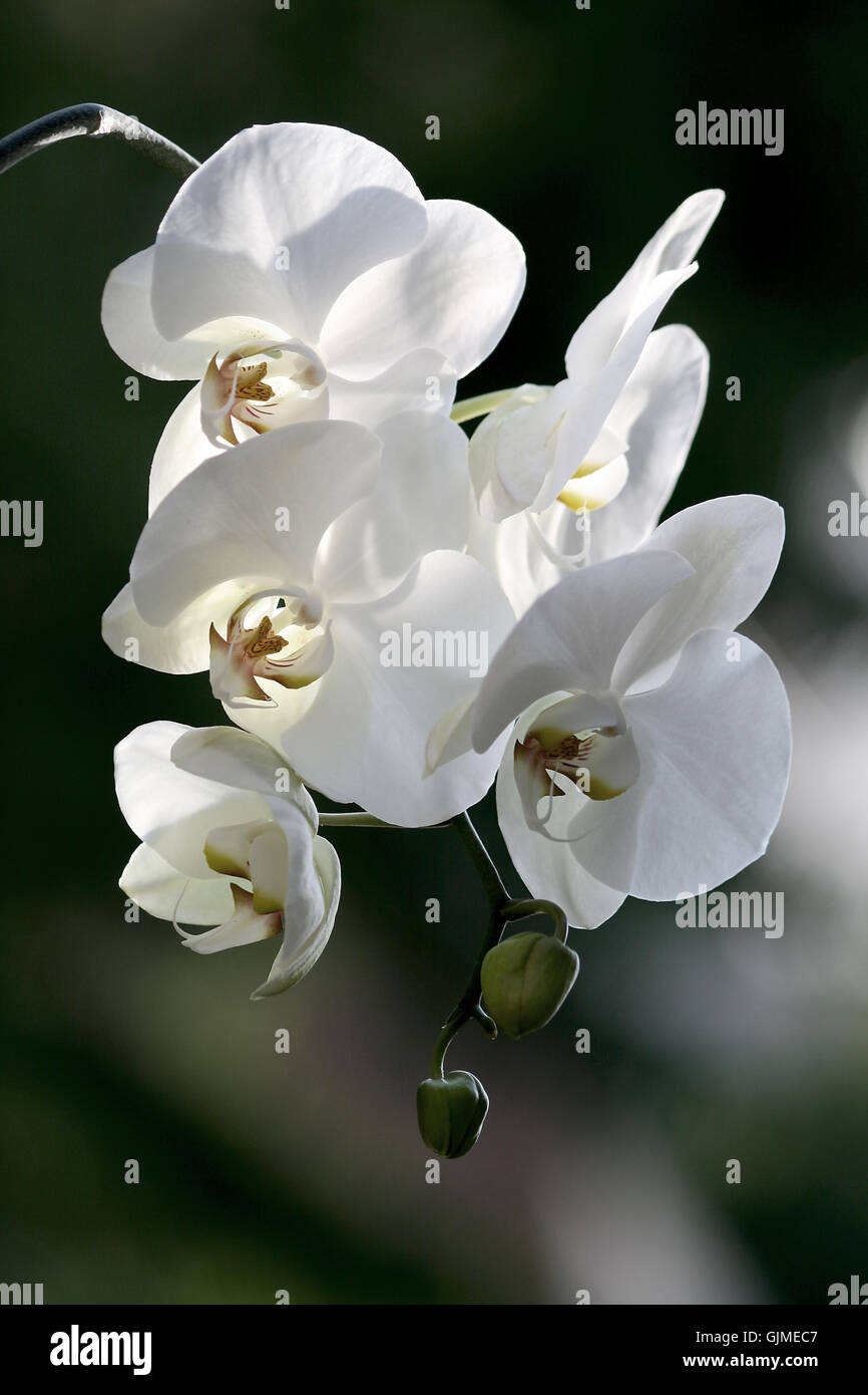decorative plant stalk stem Stock Photo - Alamy