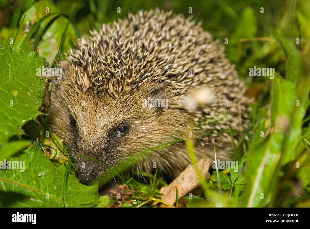 Stacheltier High Resolution Stock Photography and Images - Alamy