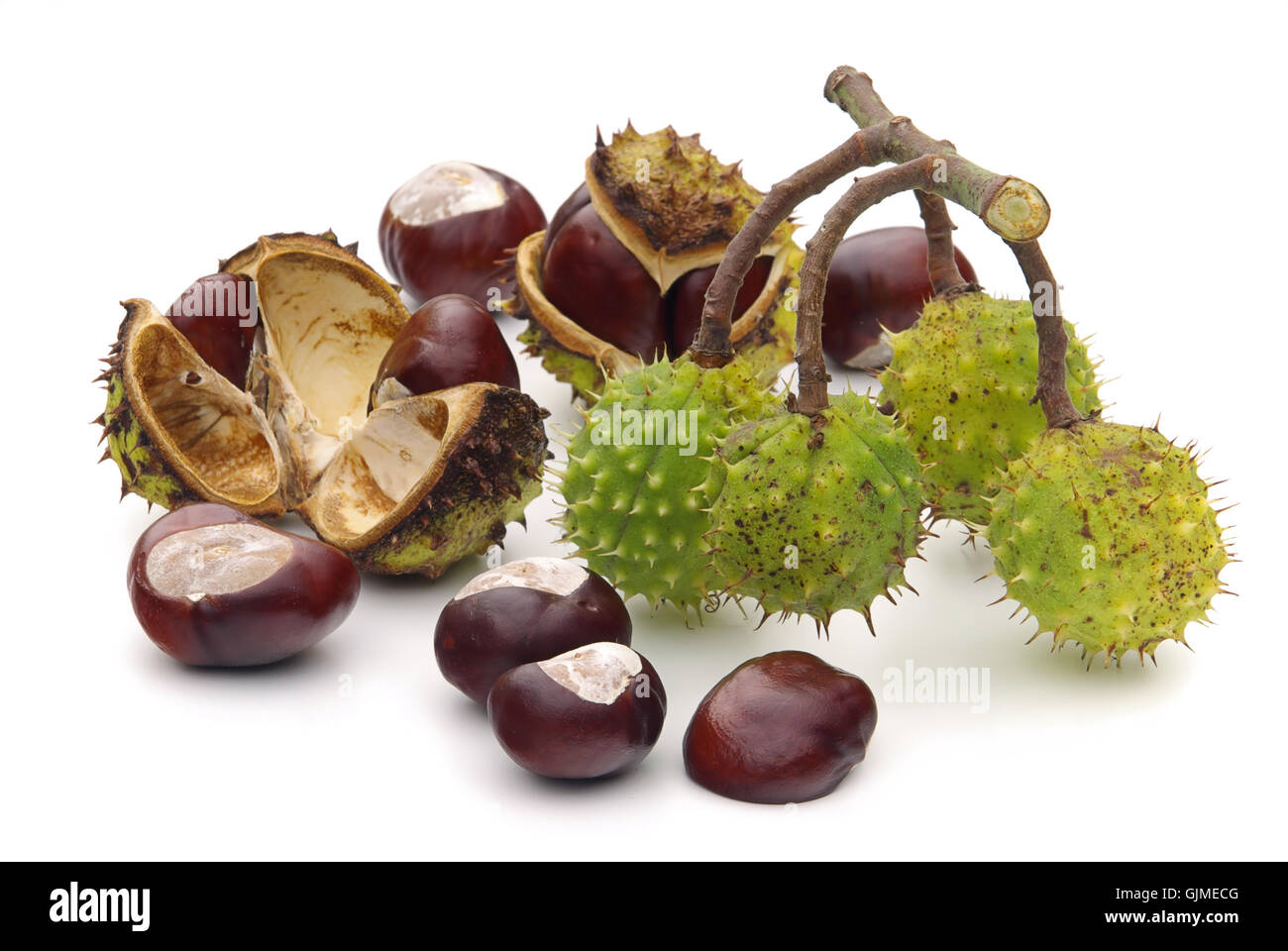 chestnut - conker 11 Stock Photo - Alamy