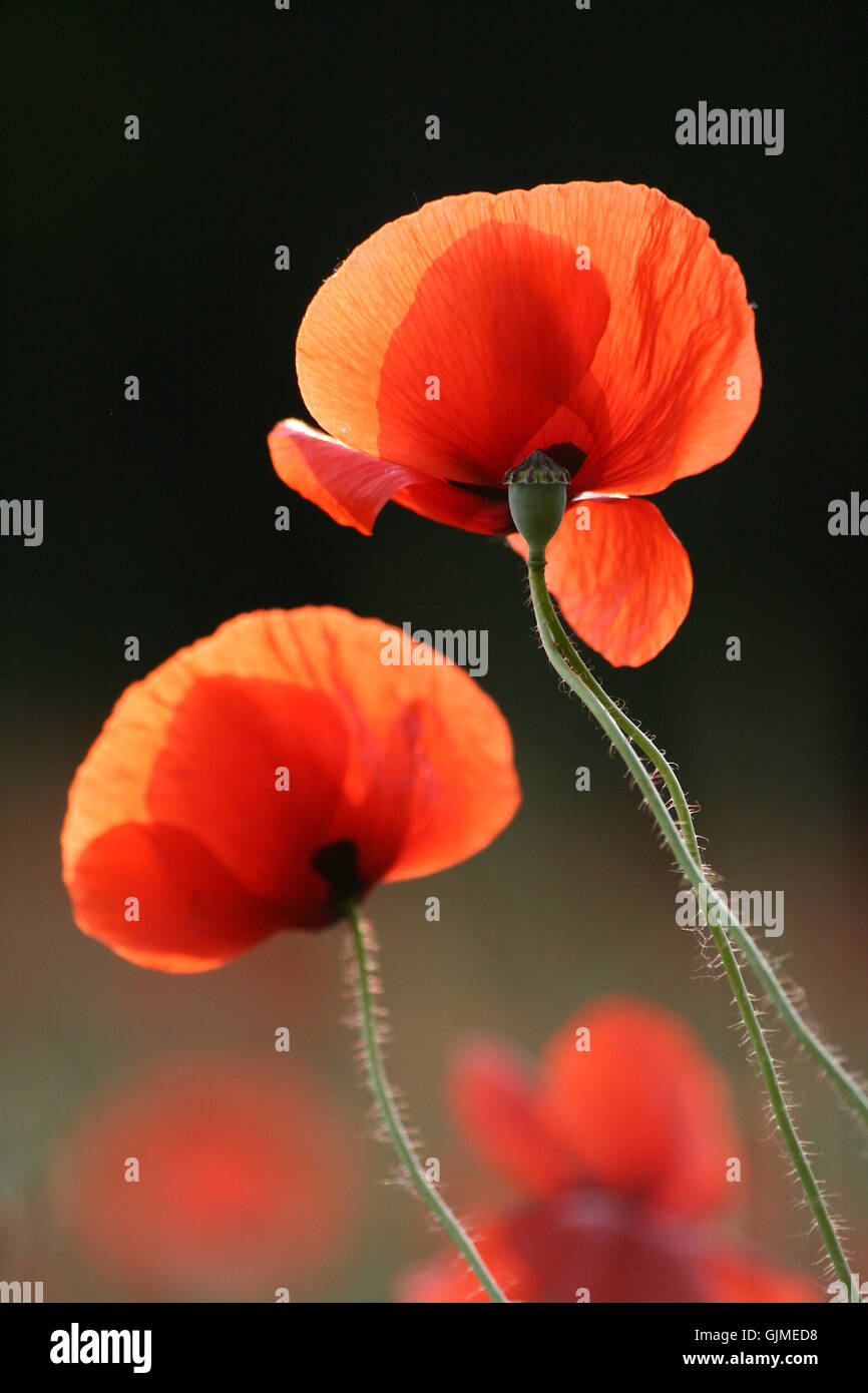 flower plant shine Stock Photo - Alamy