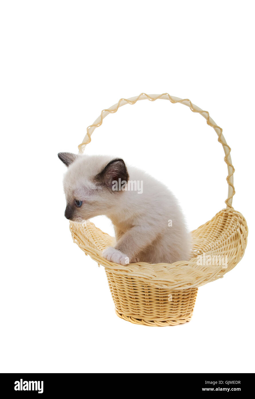 Domestic pet baby cat Cut Out Stock Images & Pictures - Alamy