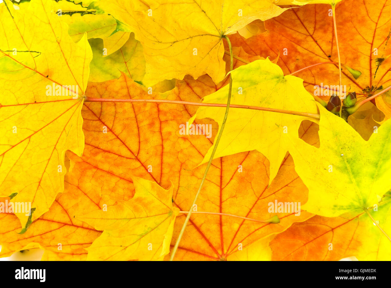 leaf leaves coloured Stock Photo - Alamy