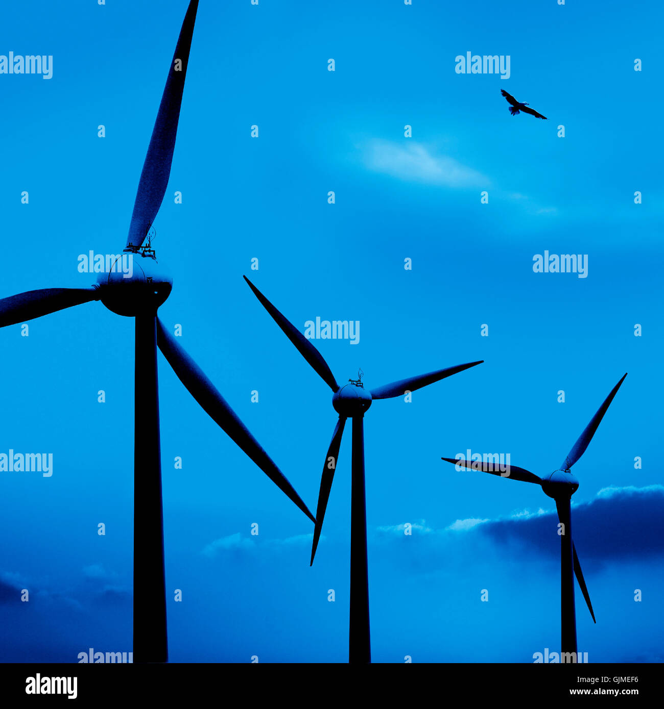 bird energy power Stock Photo - Alamy
