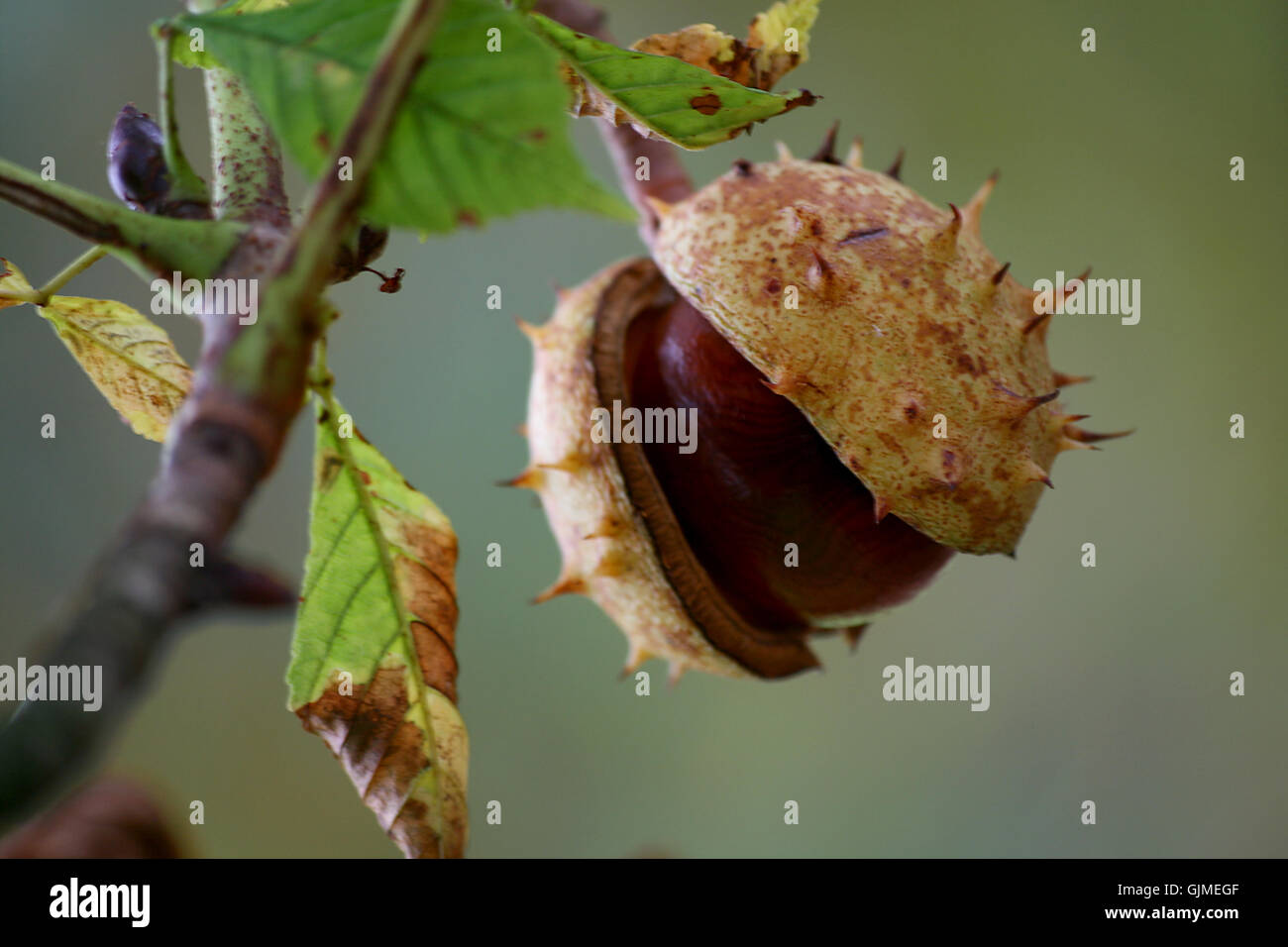 5 seasons hi-res stock photography and images - Alamy