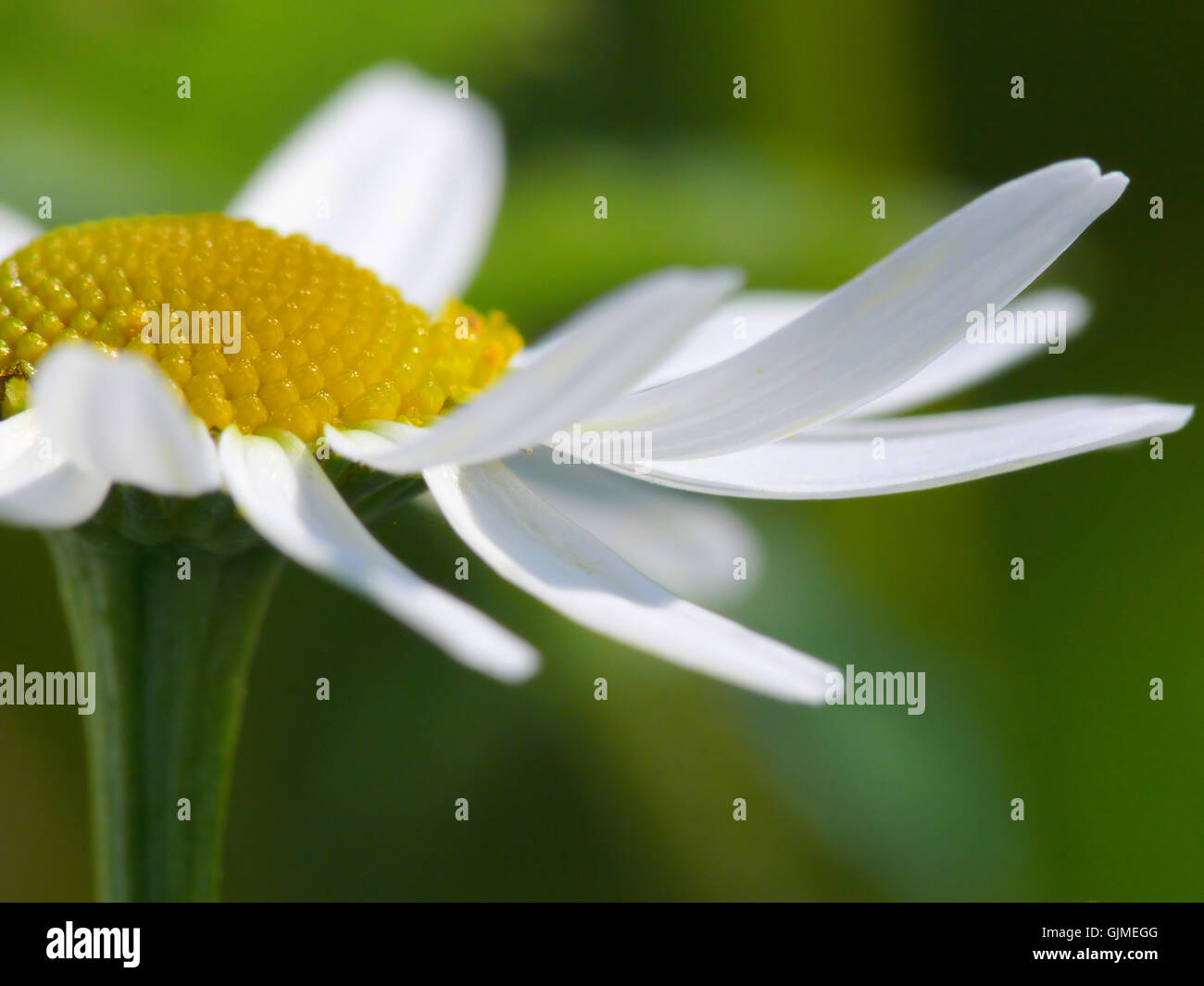 Flourish nature hi-res stock photography and images - Alamy