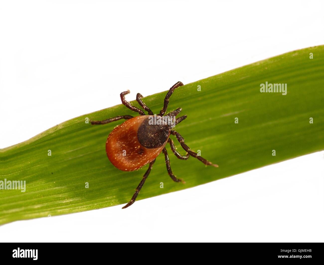 Small tick hi-res stock photography and images - Alamy