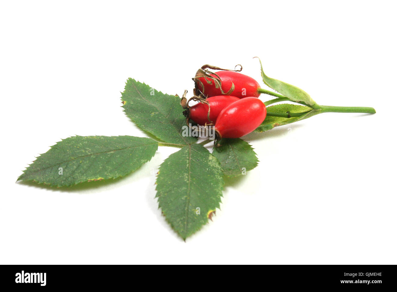 progenies fruits haws Stock Photo - Alamy