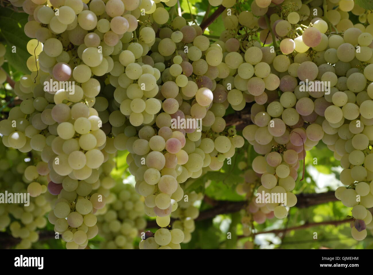 food aliment branch Stock Photo - Alamy