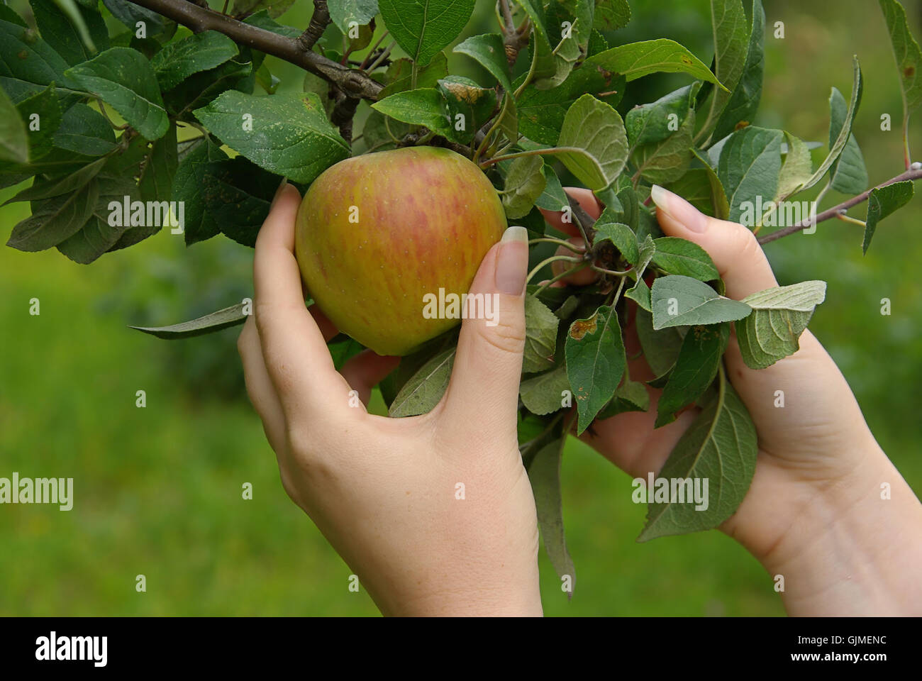 pick hand finger Stock Photo - Alamy