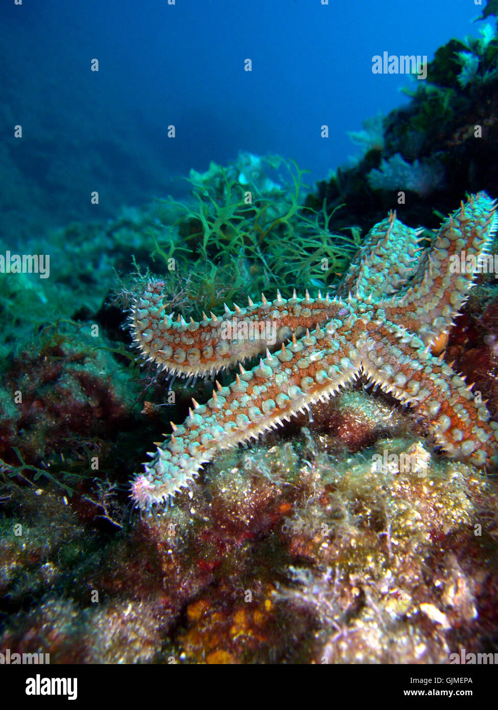 Starfish water hi-res stock photography and images - Alamy