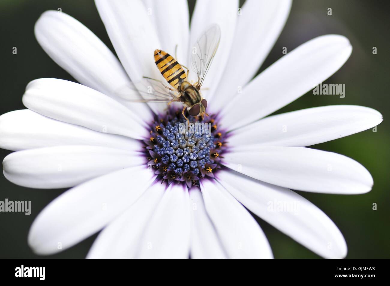 He landed safely hi-res stock photography and images - Alamy