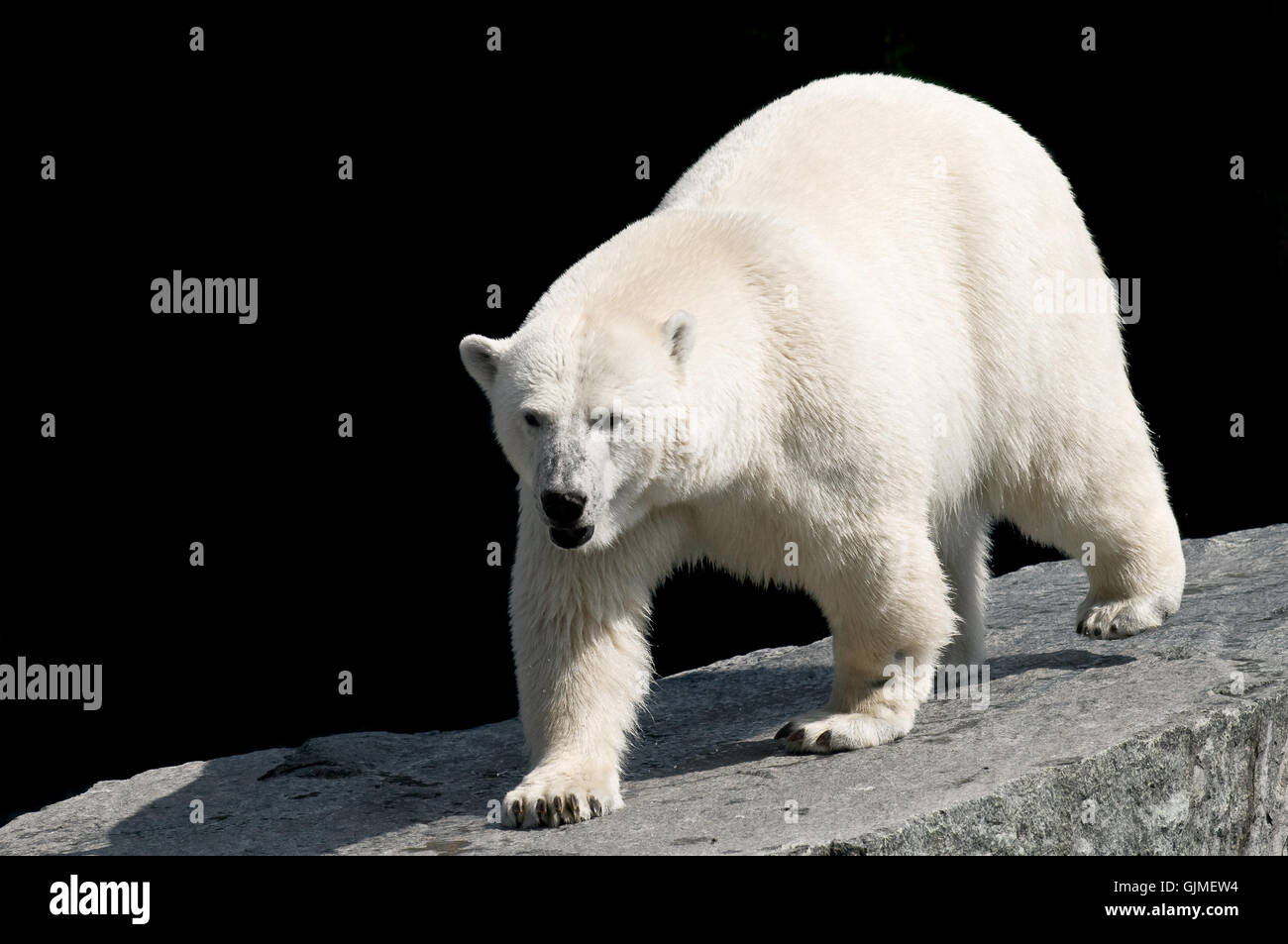 Ice bear hi-res stock photography and images - Alamy
