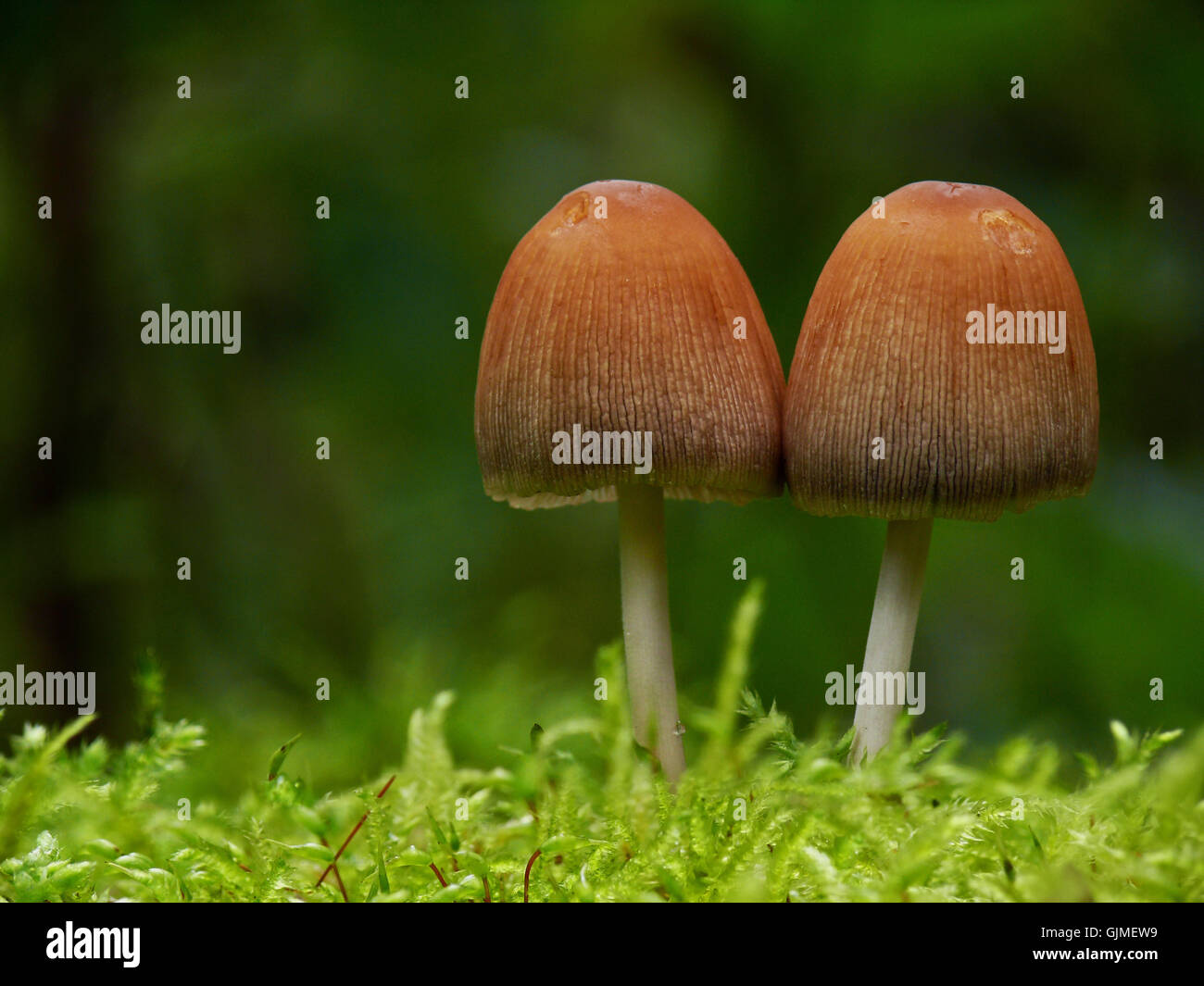 Glistening inkcap hi-res stock photography and images - Alamy