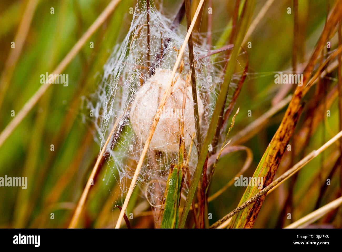 Spider cocoon hi-res stock photography and images - Alamy